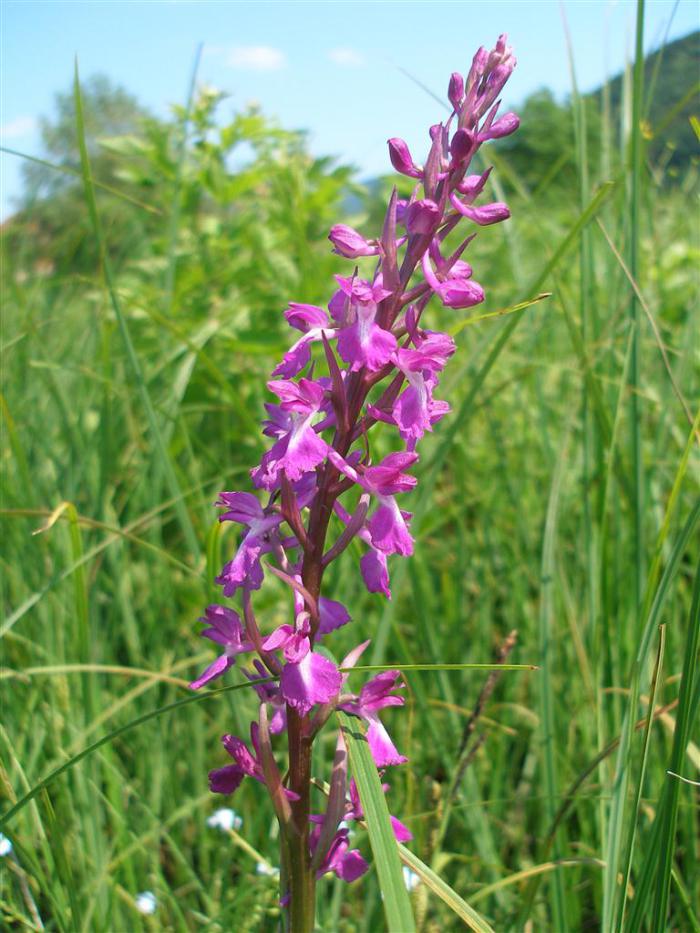 Divlje orhideje na levoj obali Beograda uskoro pod zaštitom