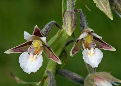 Divlje orhideje na levoj obali Beograda uskoro pod zaštitom