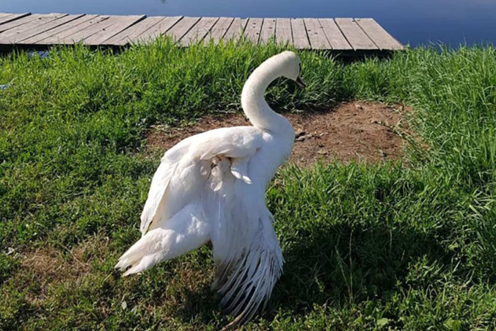 Sugrađani pomogli da se zbrine povređeni labud na kanalu Vizelj - www ...