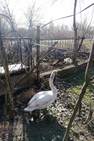 Još jedan zbunjeni labud vraćen u svoje prirodno stanište (FOTO) - www ...